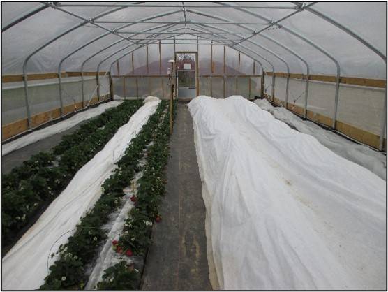 High Tunnel Specialty Crop Production in Arkansas